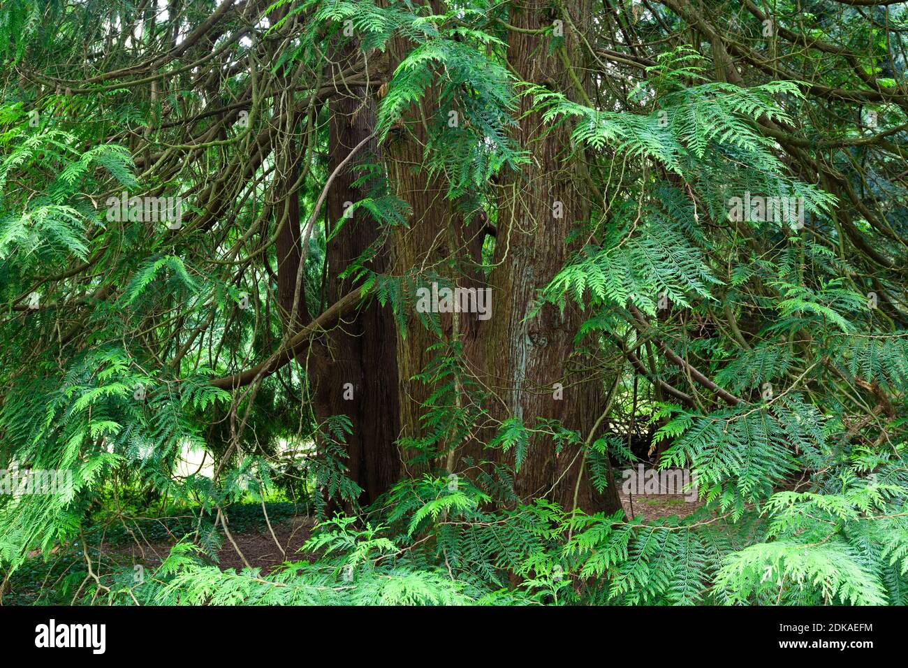Old yew trees in the forest of Saint-Sauveur-le-Vicomte, 50390 ...