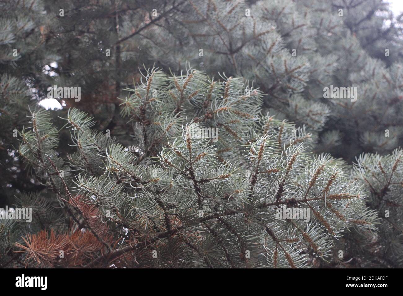 Blue spruce branches with the scientific name Picea pungens, is a ...