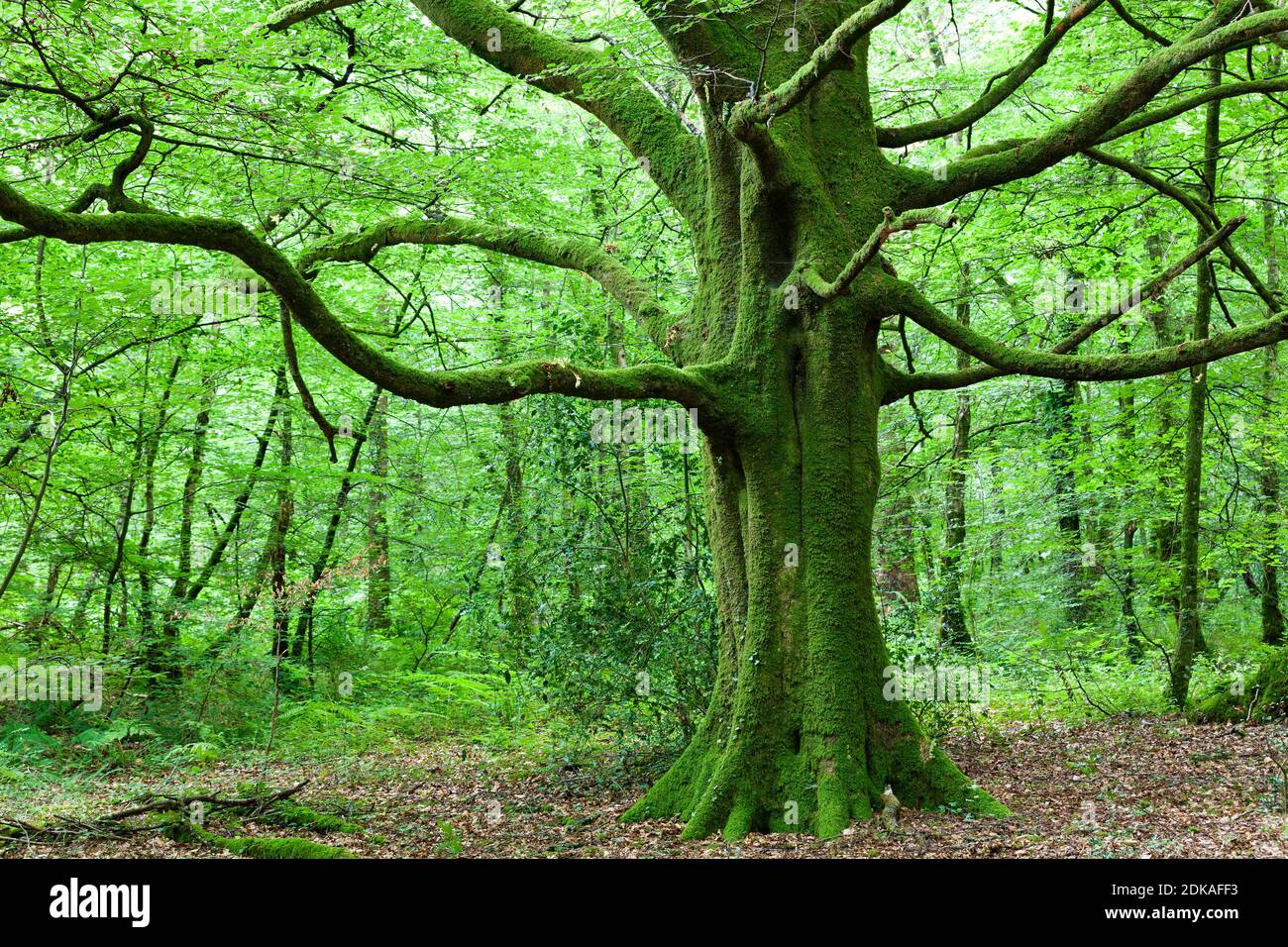 Old beech in the forest of Saint-Sauveur-le-Vicomte, 50390. Cotentin ...