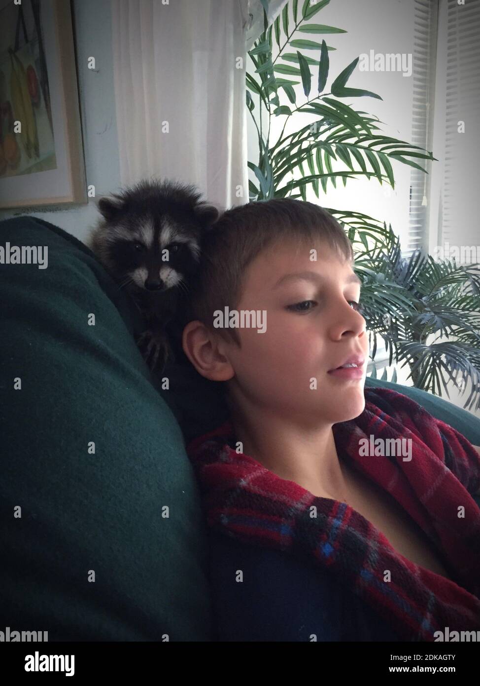 Adolescent raccoon hi-res stock photography and images - Alamy