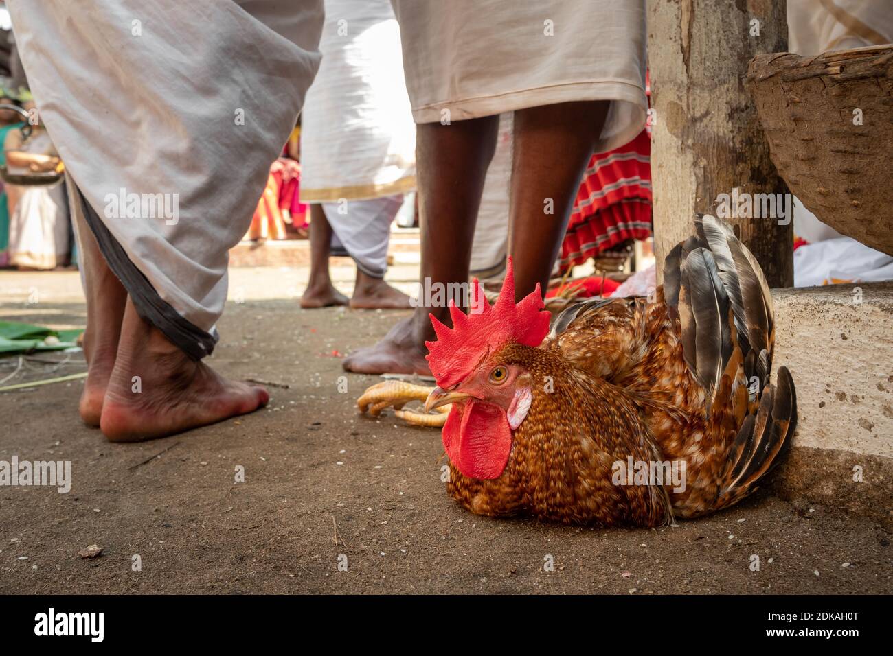 Rooster with tied legs on the ground prepared for religious sacrifice ...