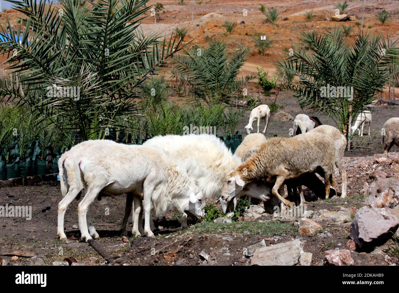 Sheep Sudan Animal High Resolution Stock Photography and Images - Alamy