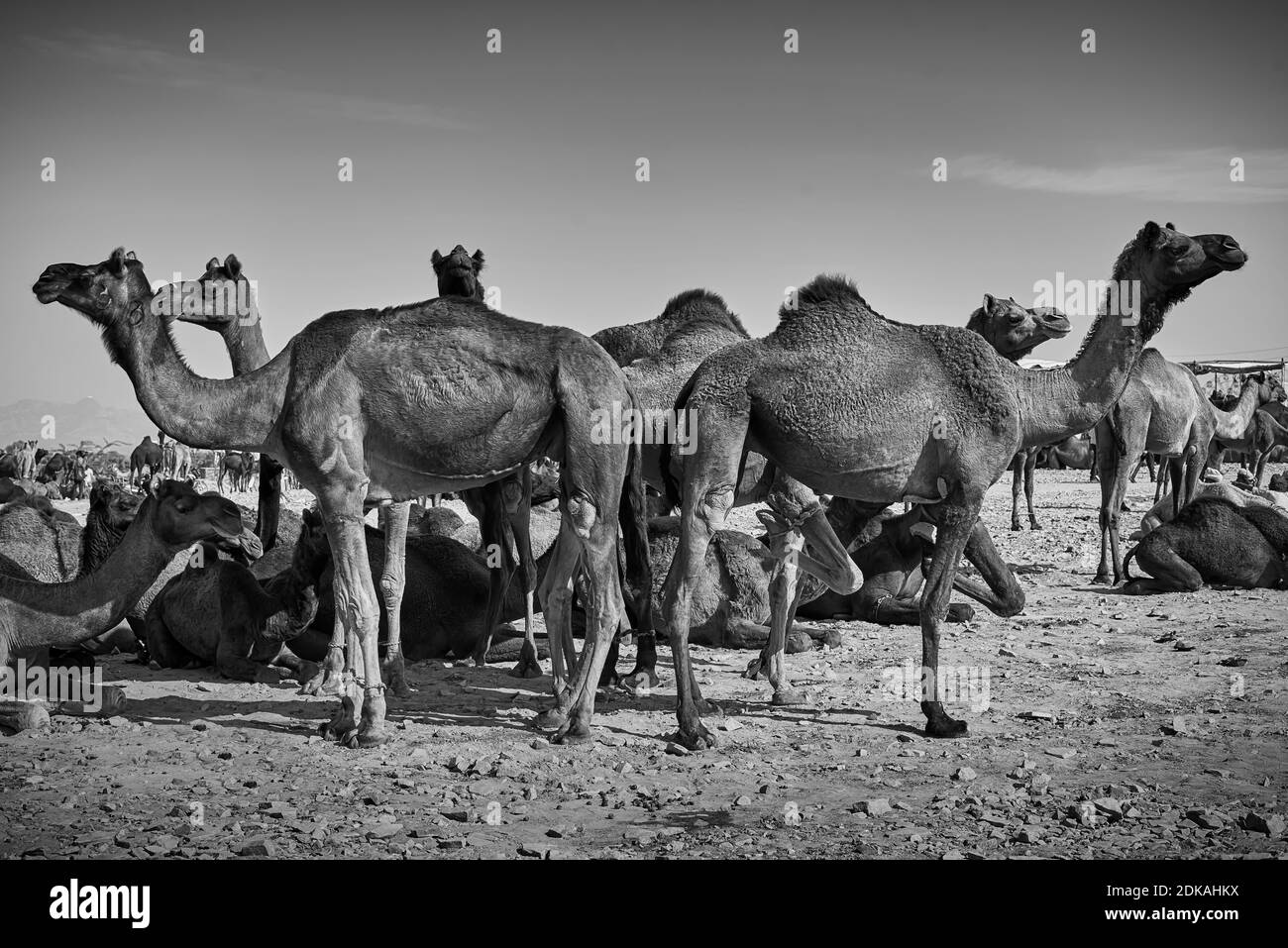 Group of camel Black and White Stock Photos & Images - Alamy