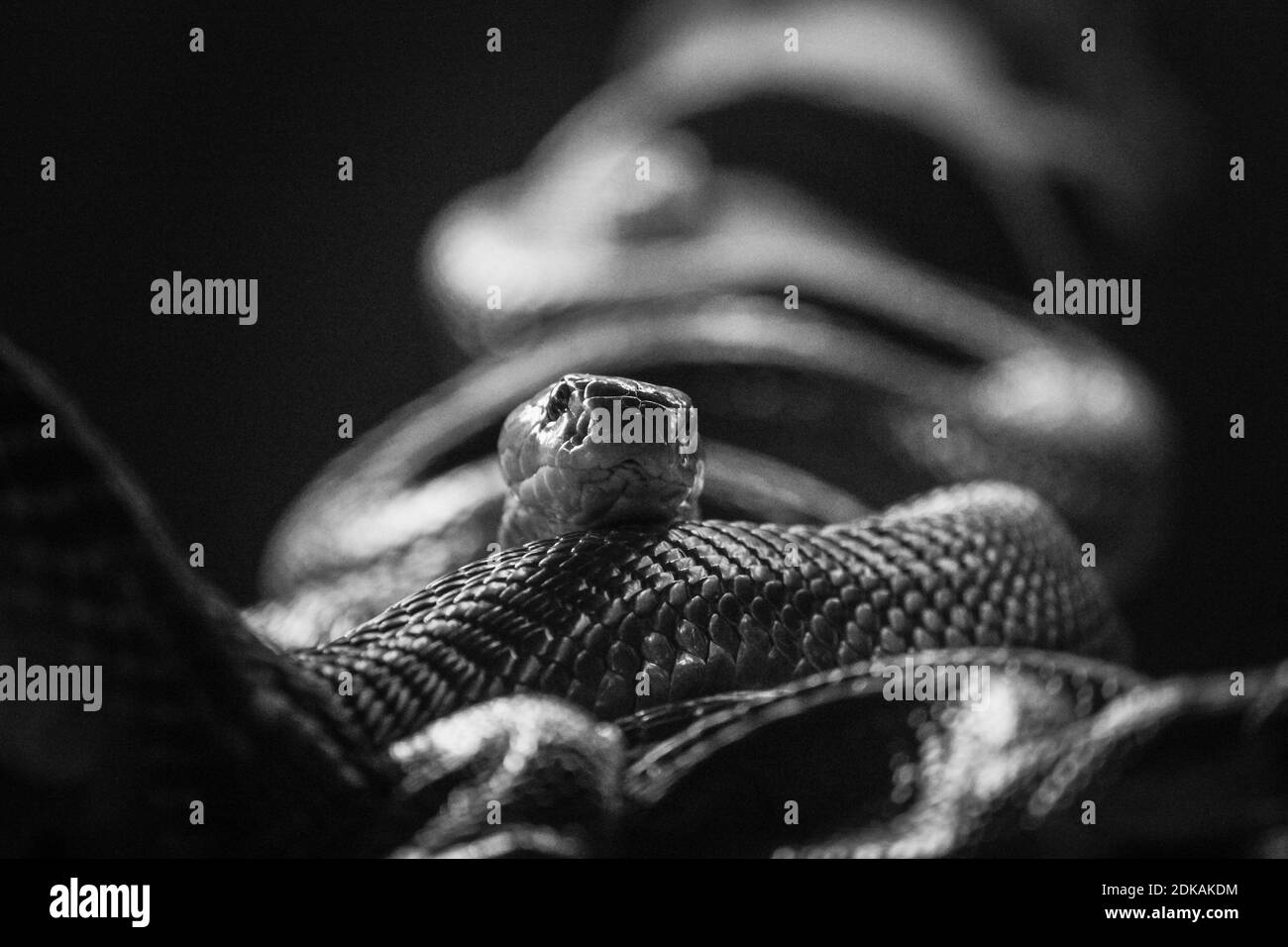 Scale markings Black and White Stock Photos & Images - Alamy