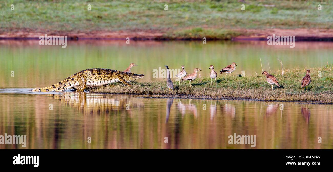 Walking crocodile hi-res stock photography and images - Alamy