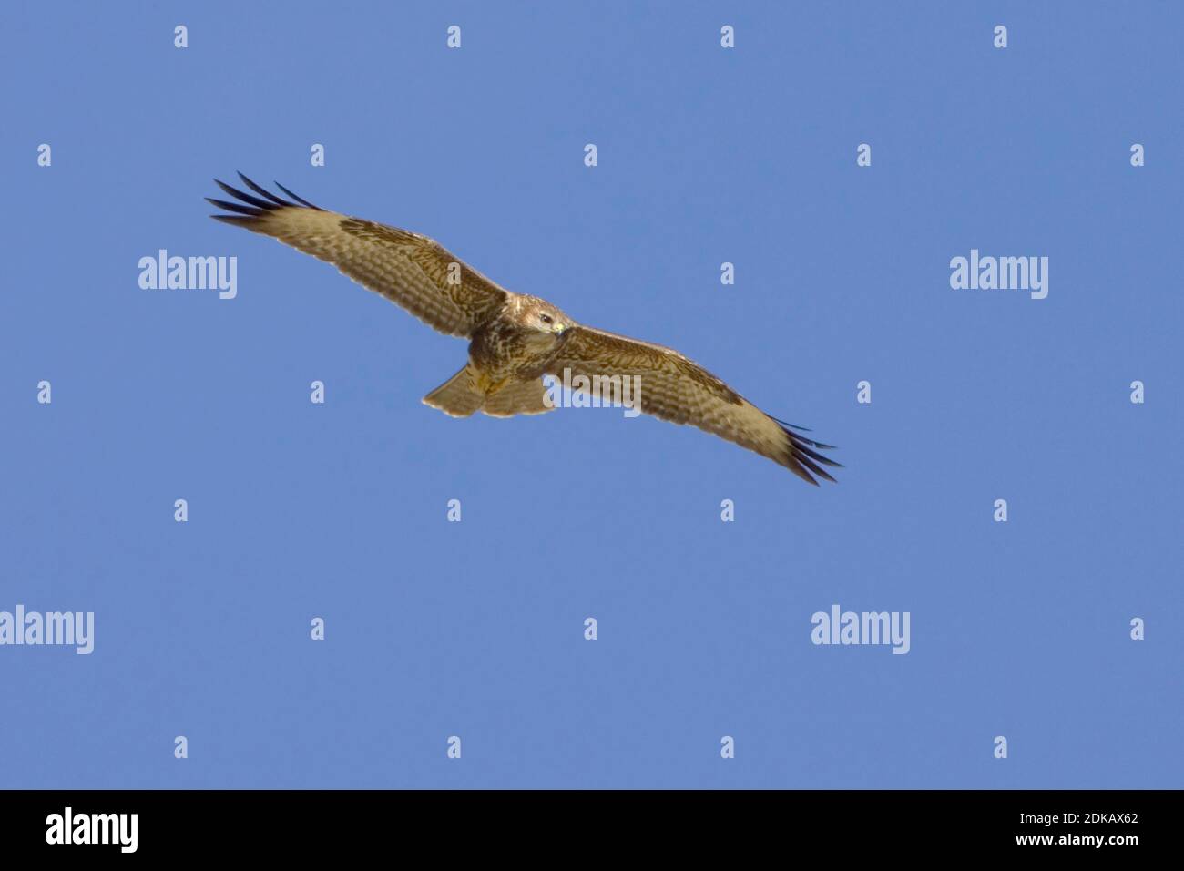Common Buzzard flying; Buizerd vliegend Stock Photo - Alamy