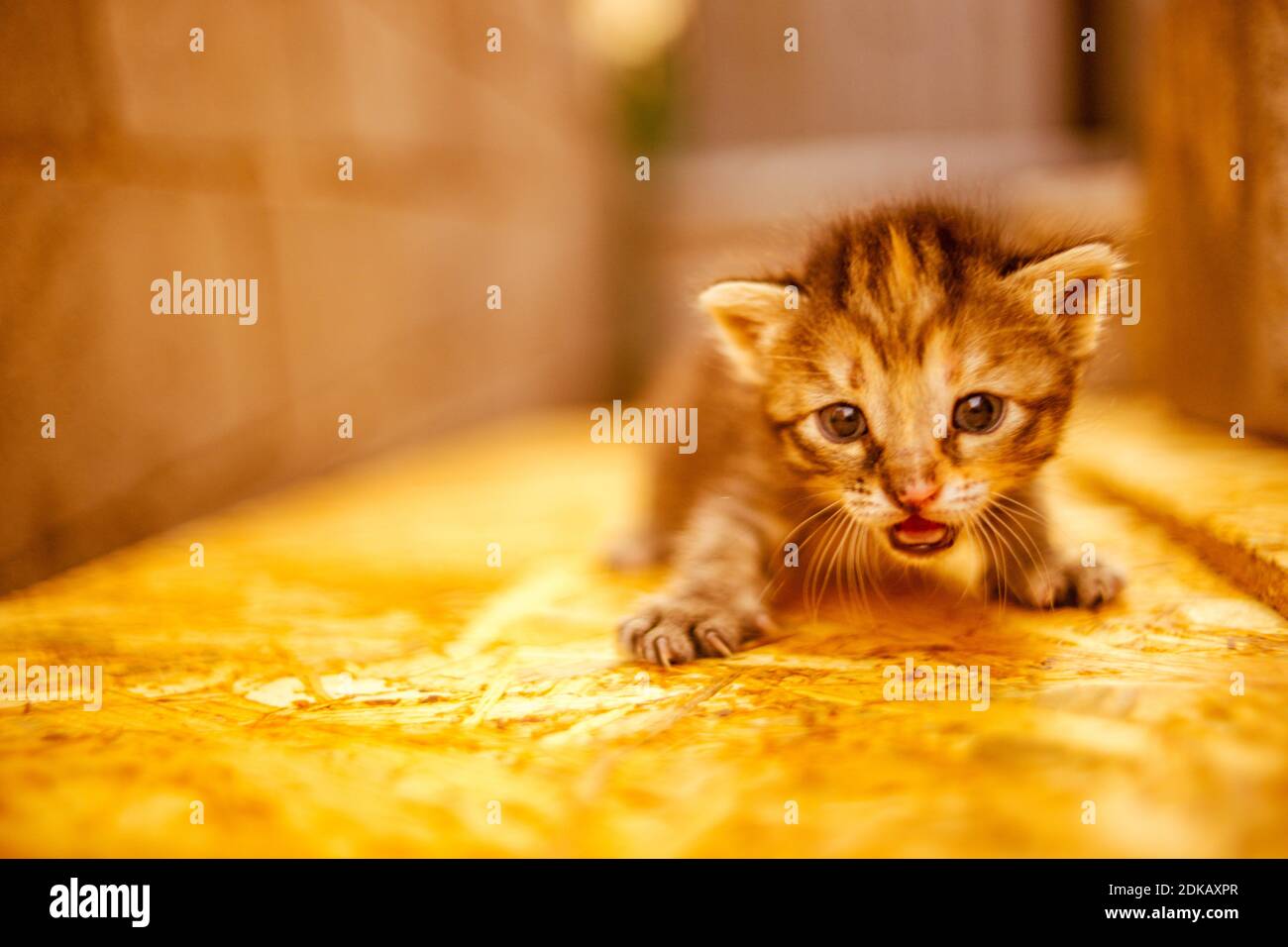 small tabby baby kitten portrait Stock Photo - Alamy