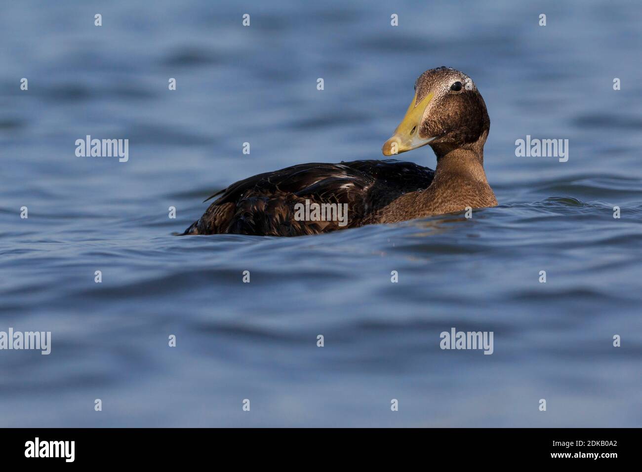 Jong mannetje Eider; Young male Common Eider Stock Photo - Alamy