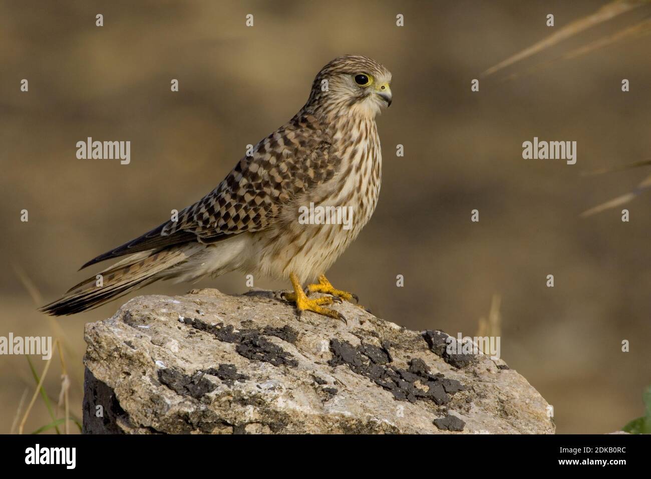 Common Kestrel perched; Torenvalk zittend Stock Photo - Alamy
