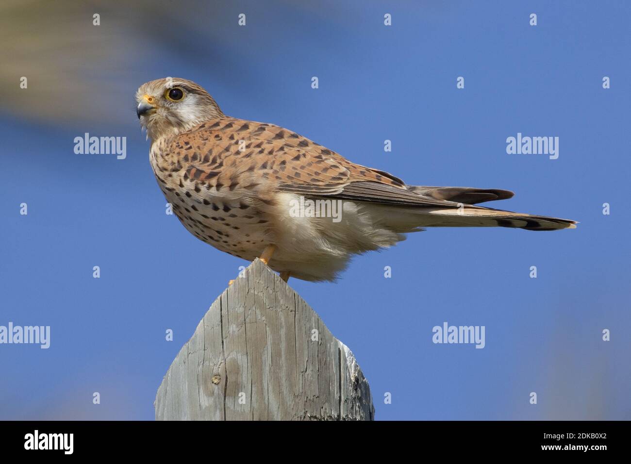 Common Kestrel perched; Torenvalk zittend Stock Photo - Alamy