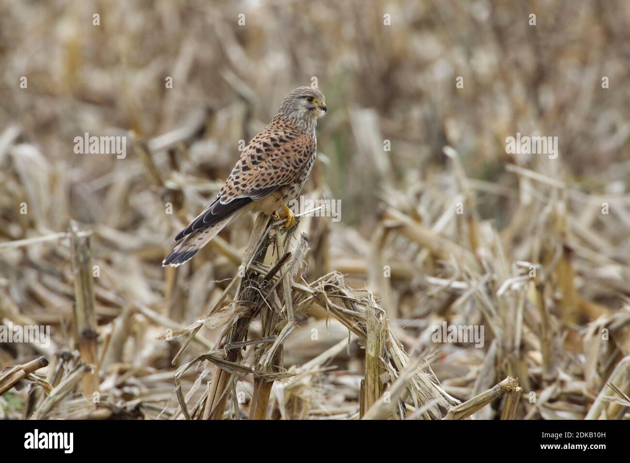 Common Kestrel perched; Torenvalk zittend Stock Photo - Alamy