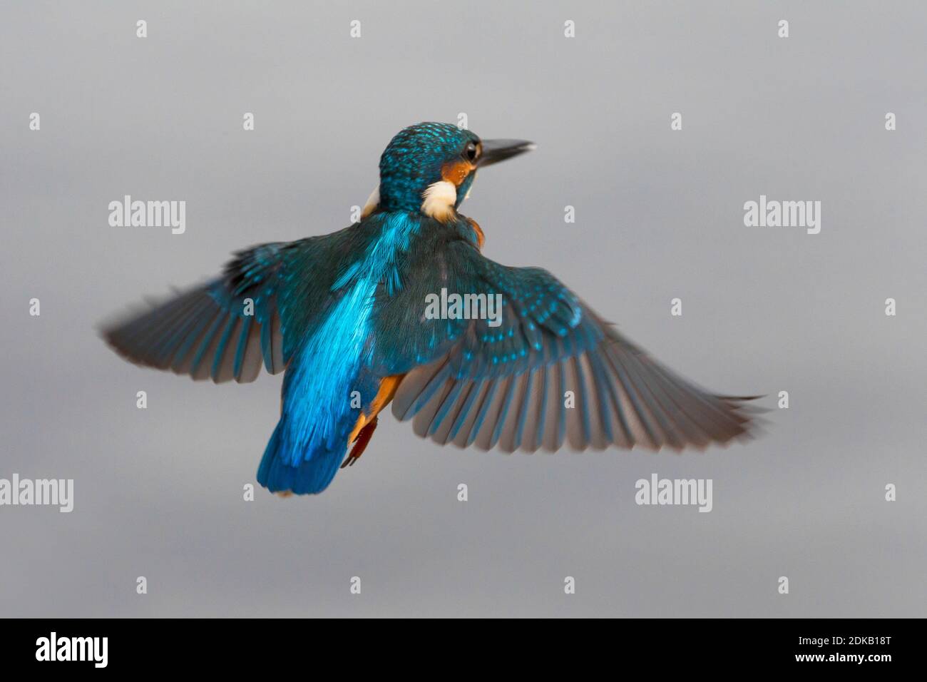 IJsvogel; Common Kingfisher Stock Photo - Alamy