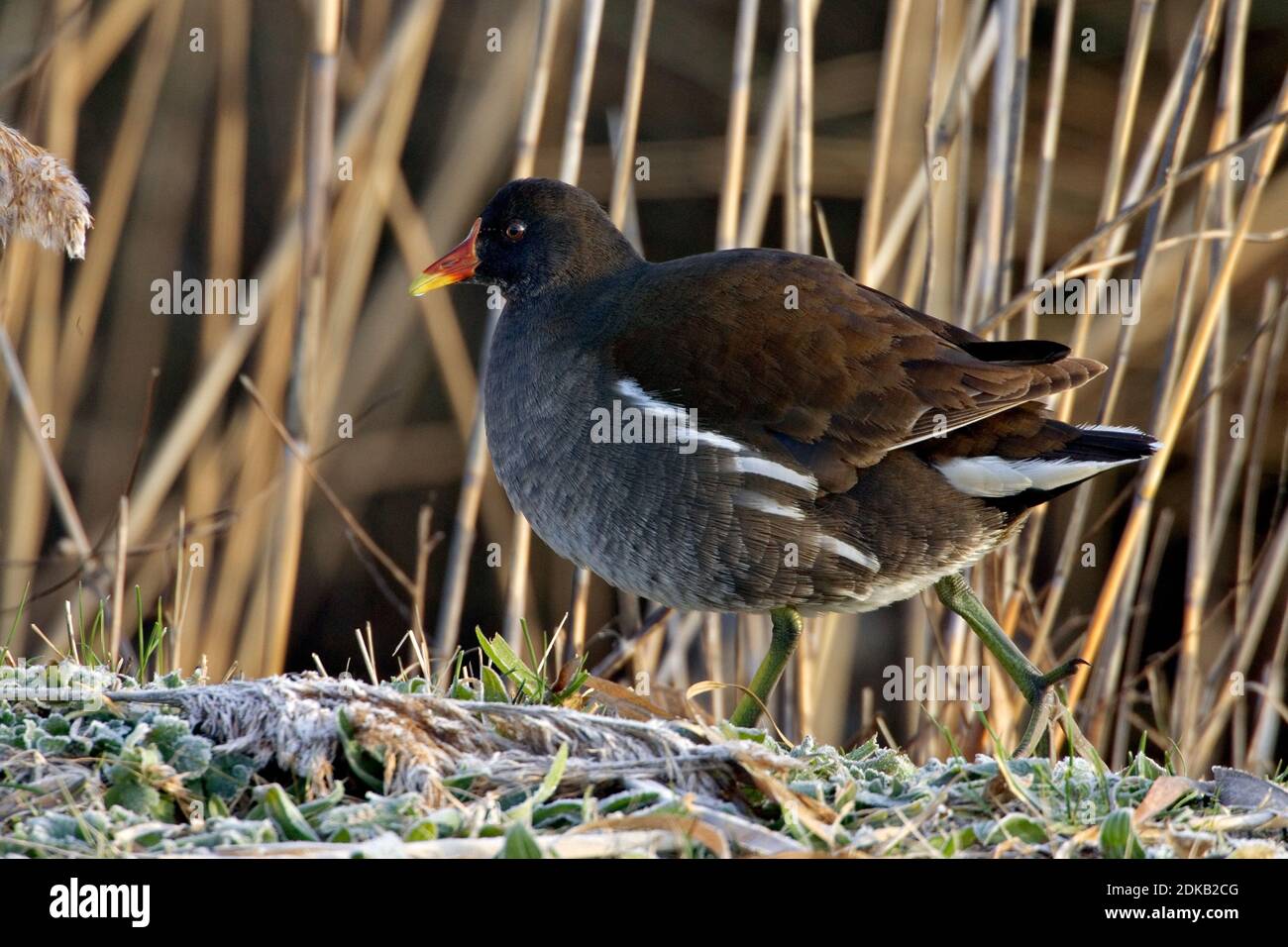 Volwassen Waterhoen; Adult Common Moorhen Stock Photo - Alamy