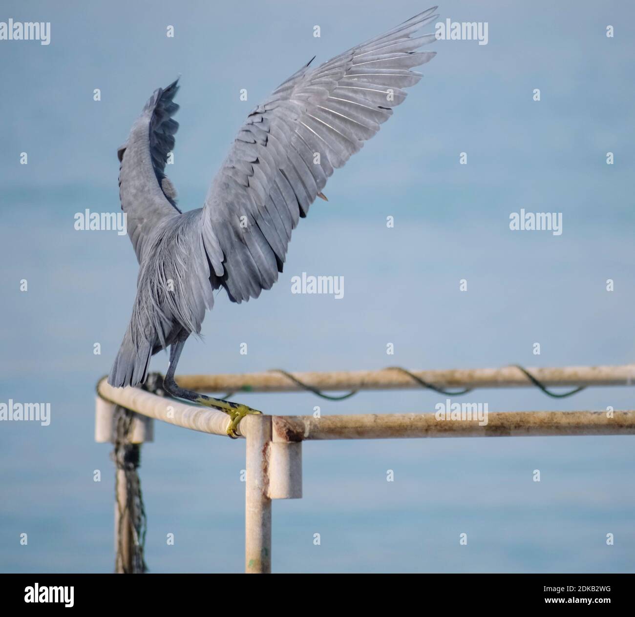 Oman bird watching hi-res stock photography and images - Alamy