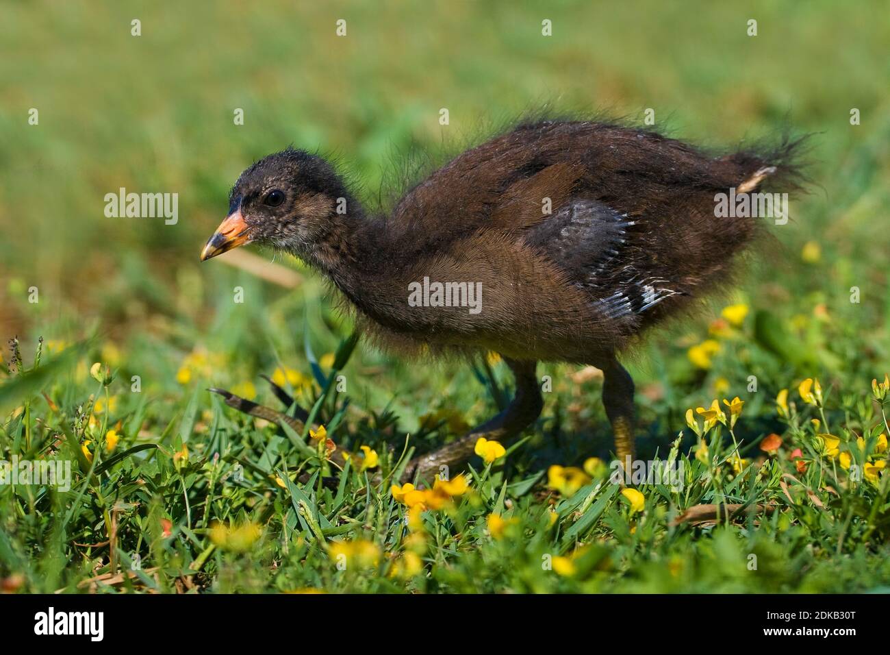Waterhoen jong; Common Moorhen juvenile Stock Photo - Alamy