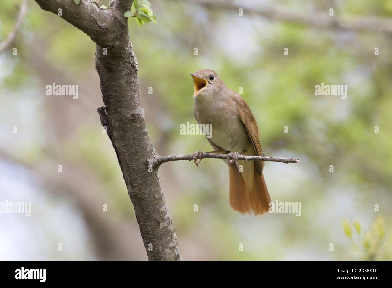 Common Nightingale singing; Nachtegaal zingend Stock Photo - Alamy