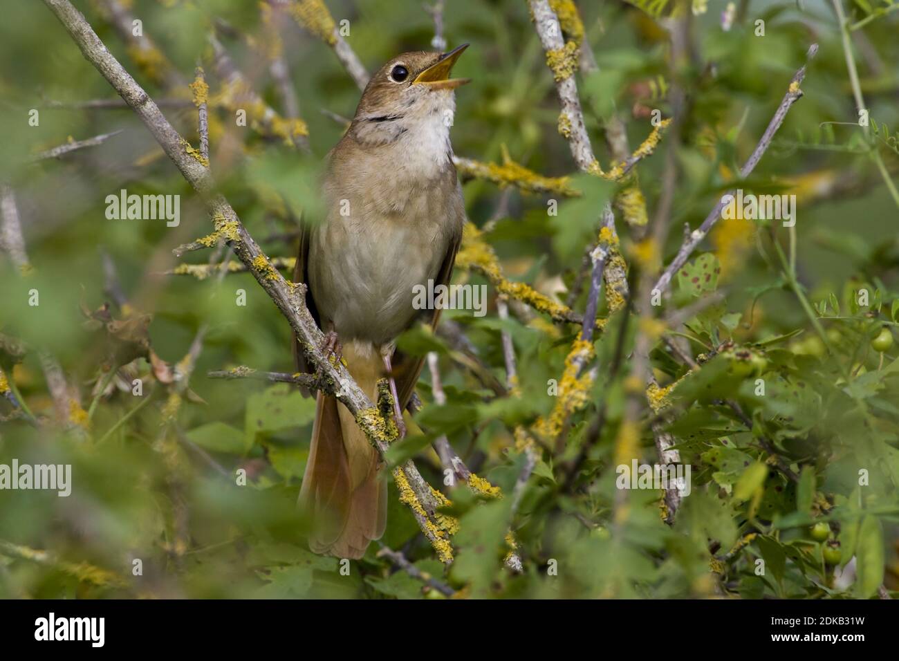 Common Nightingale singing; Nachtegaal zingend Stock Photo - Alamy