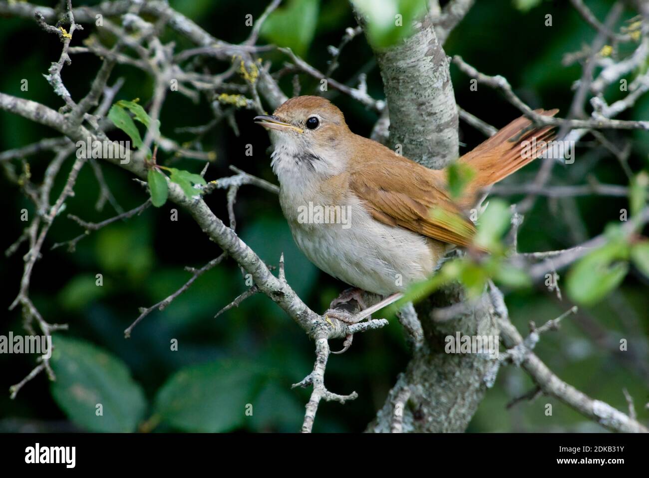 Nachtegaal; Common NIghtingale Stock Photo - Alamy