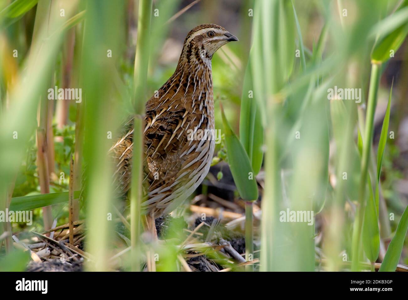 Kwartel; Common Quail Stock Photo - Alamy