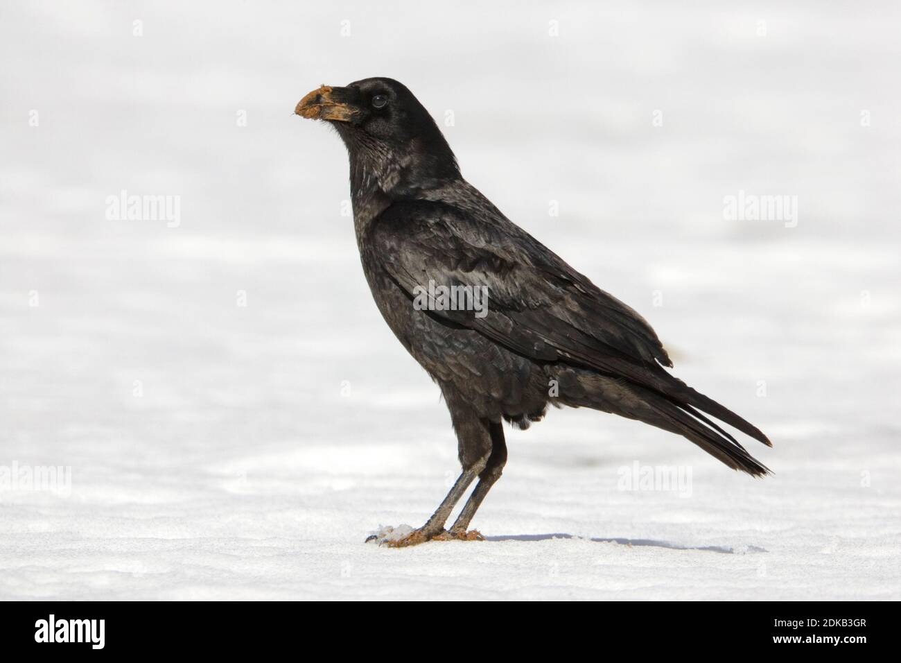 Raaf in de sneeuw, Common Raven in the snow Stock Photo - Alamy