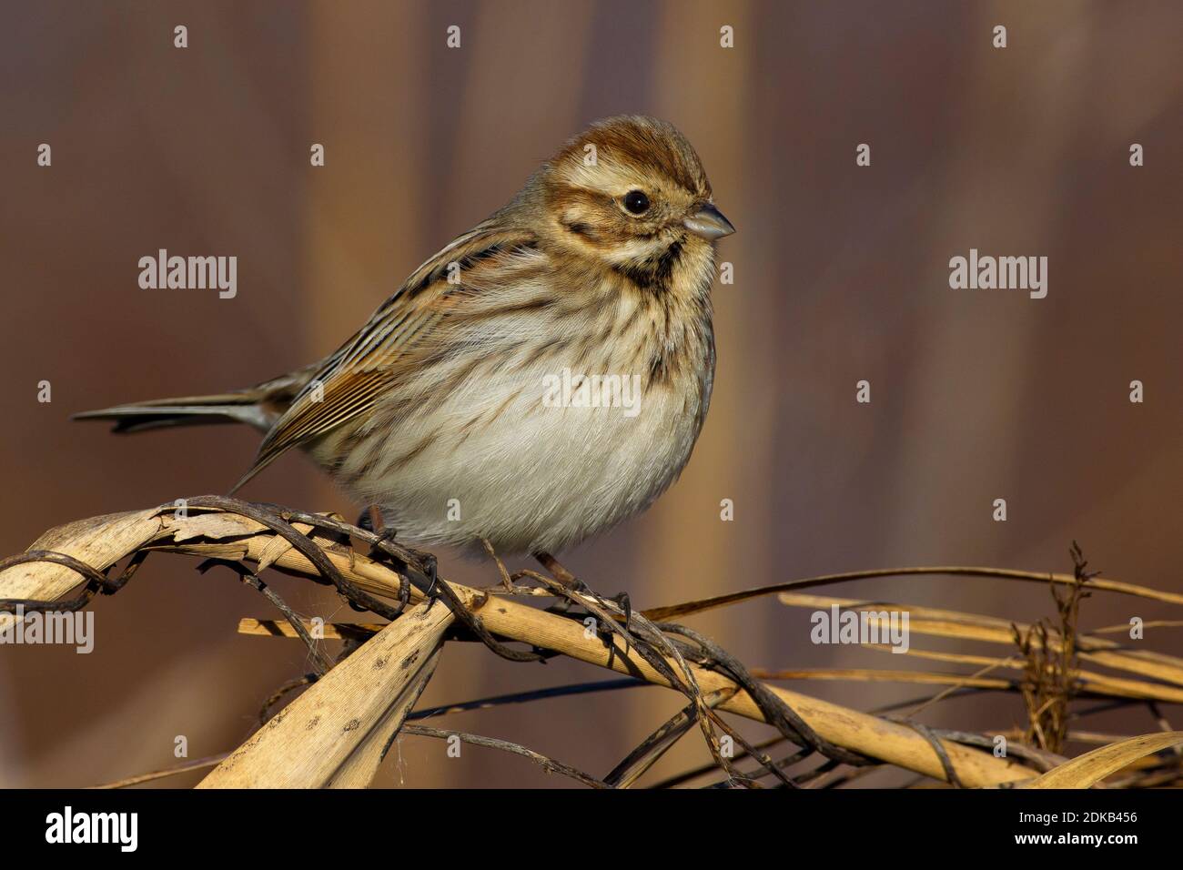 Vrouwtje Rietgors; Female Reed Bunting Stock Photo - Alamy