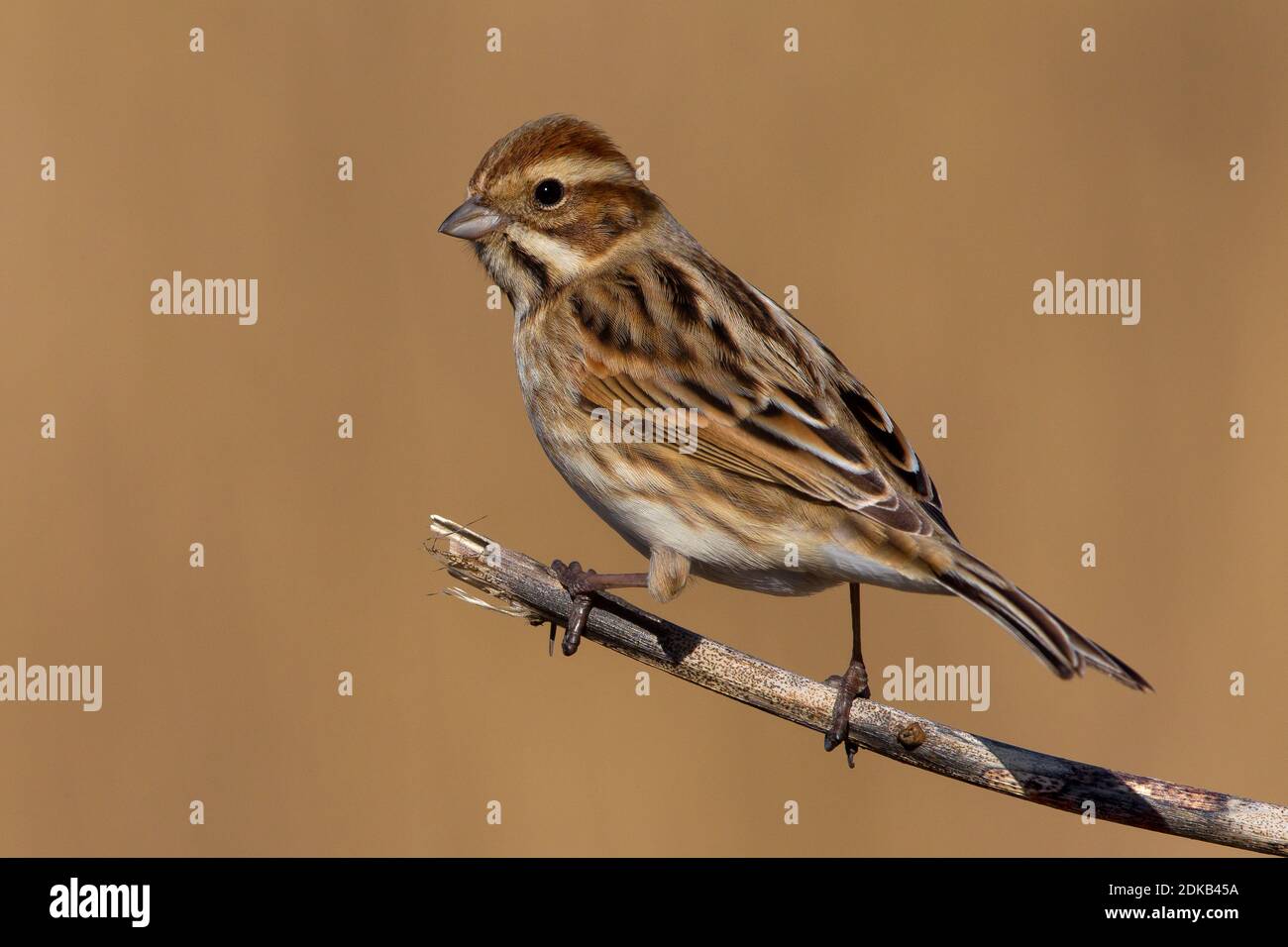 Vrouwtje Rietgors; Female Reed Bunting Stock Photo - Alamy