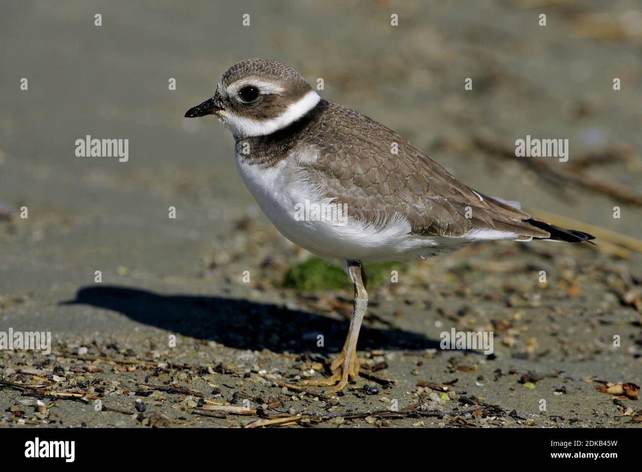 Common Ringed Plover, Bontbekplevier Stock Photo - Alamy