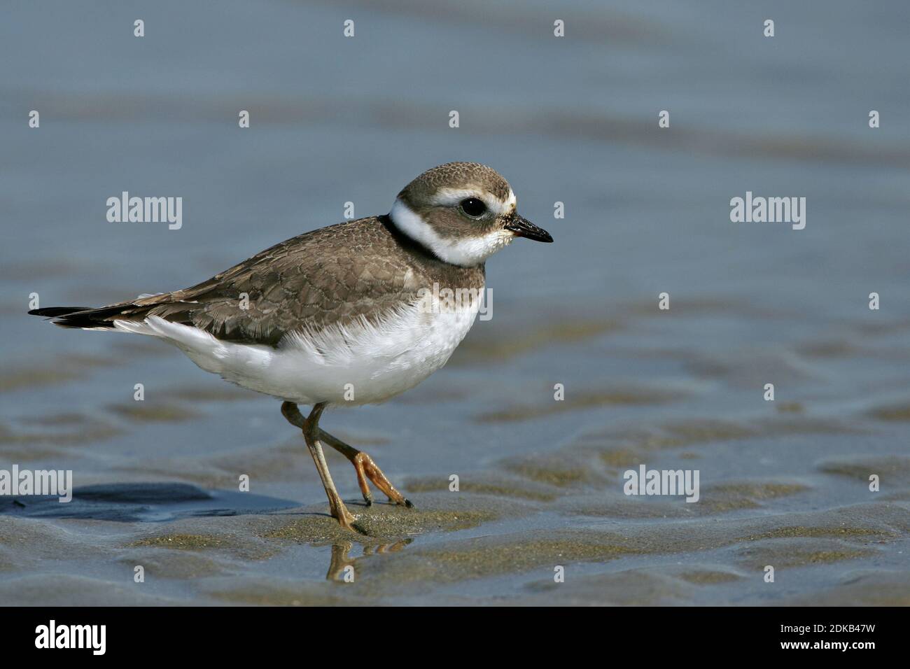 Common Ringed Plover, Bontbekplevier Stock Photo - Alamy