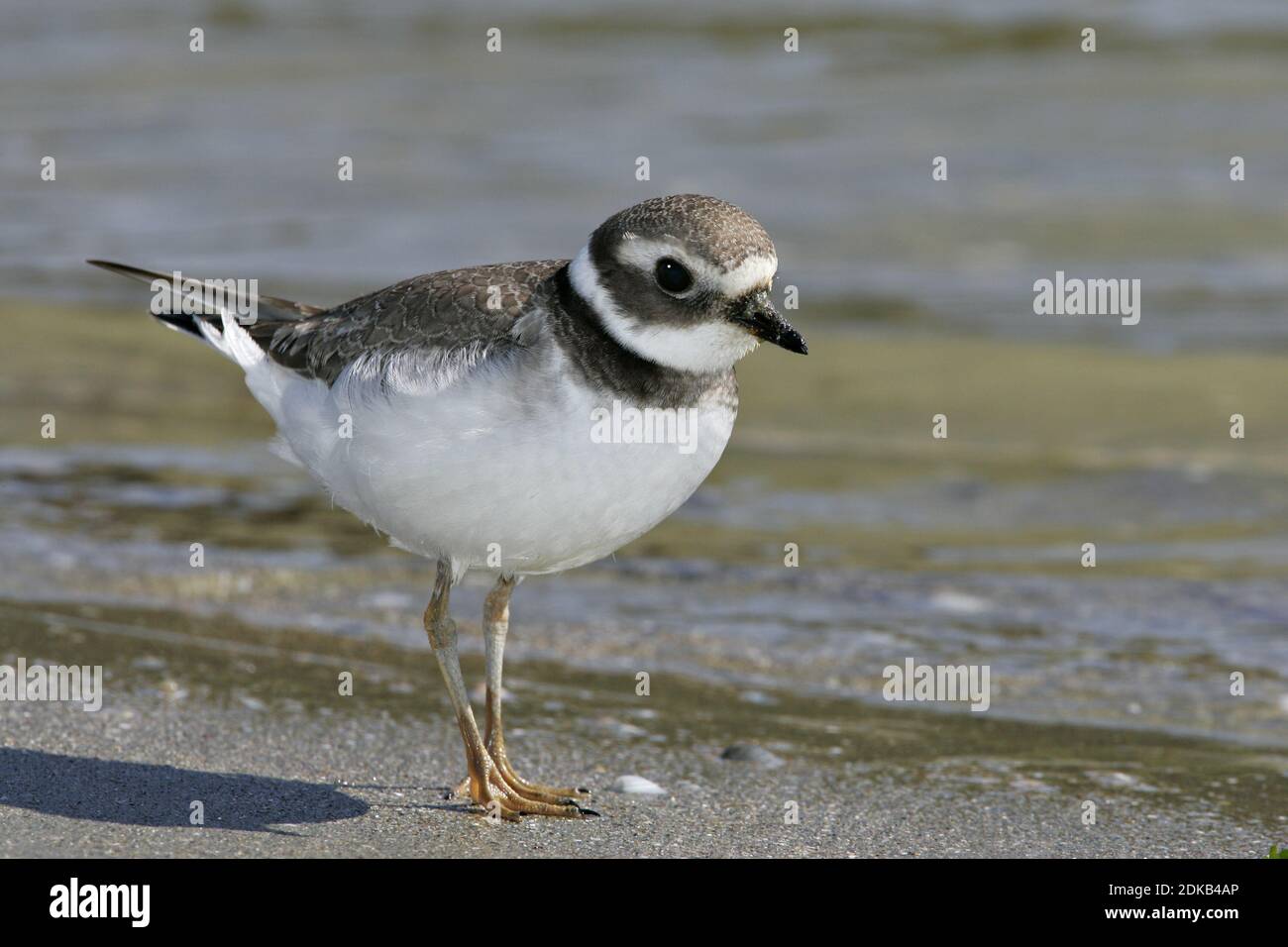 Common Ringed Plover, Bontbekplevier Stock Photo - Alamy