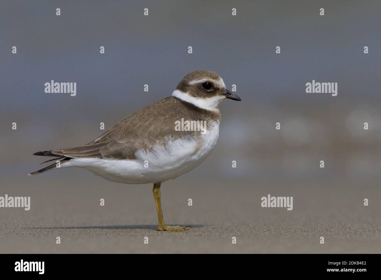 Common Ringed Plover, Bontbekplevier Stock Photo - Alamy
