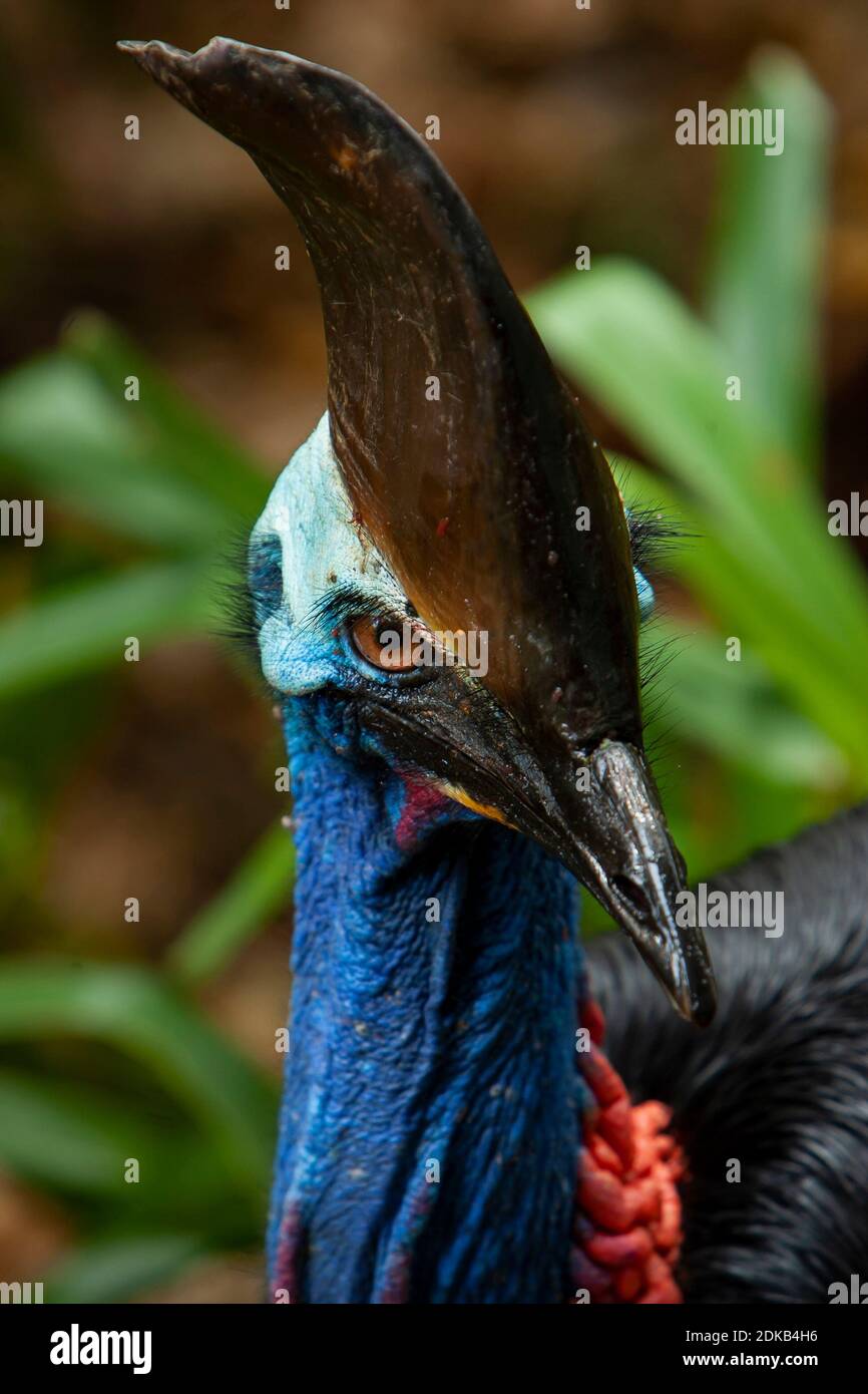 Prehistoric animals australia hi-res stock photography and images - Alamy