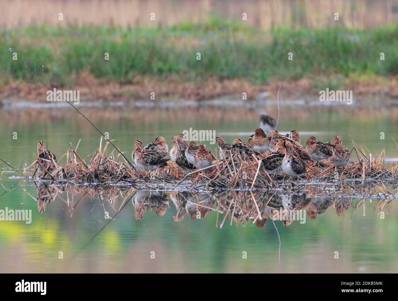 Common Snipe groep perched; Watersnip groep zittend Stock Photo - Alamy