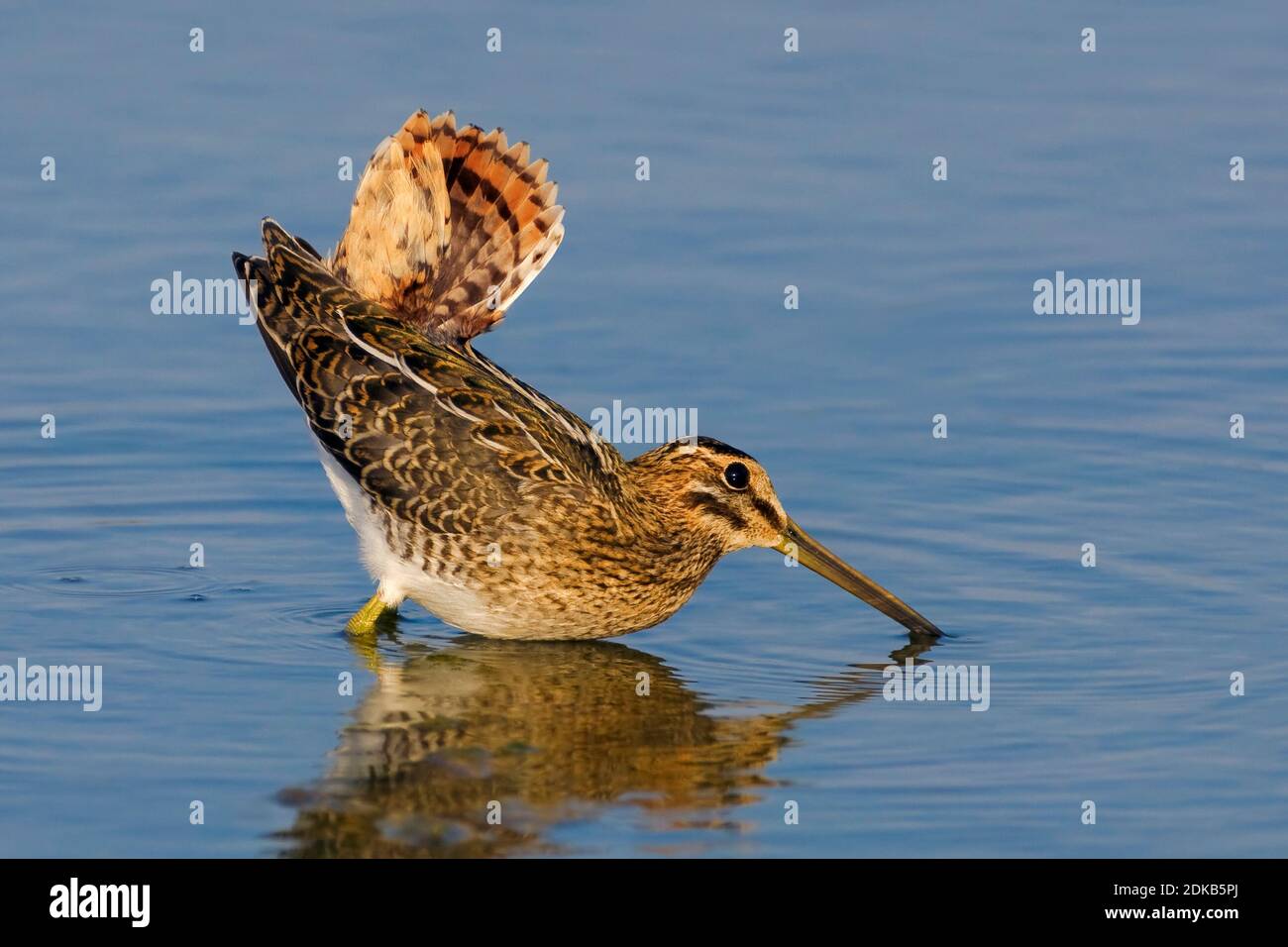 Baltsende Watersnip in water; Displaying Common Snipe in water Stock ...