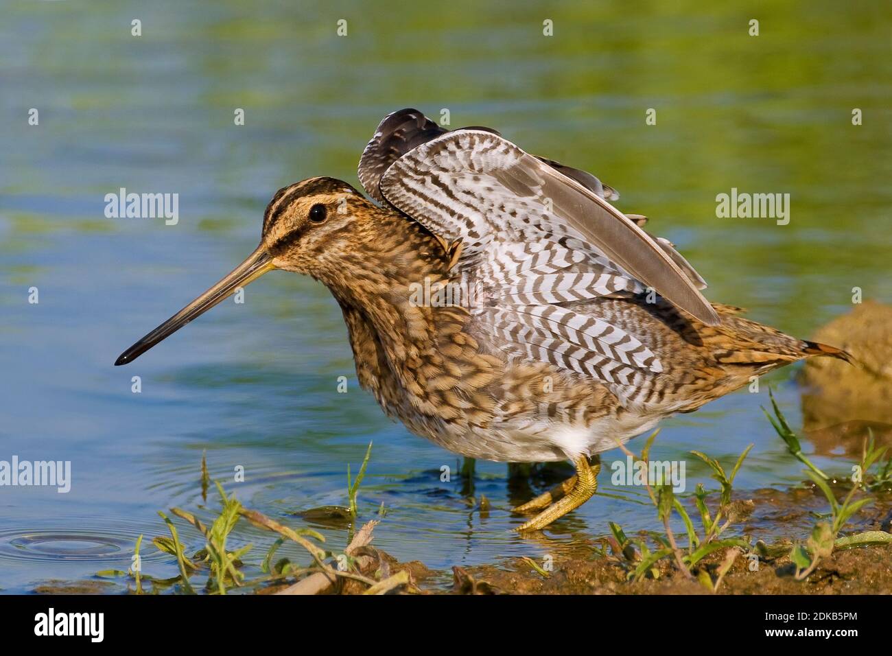 Watersnip lopend in water; Common Snipe walking in water Stock Photo ...