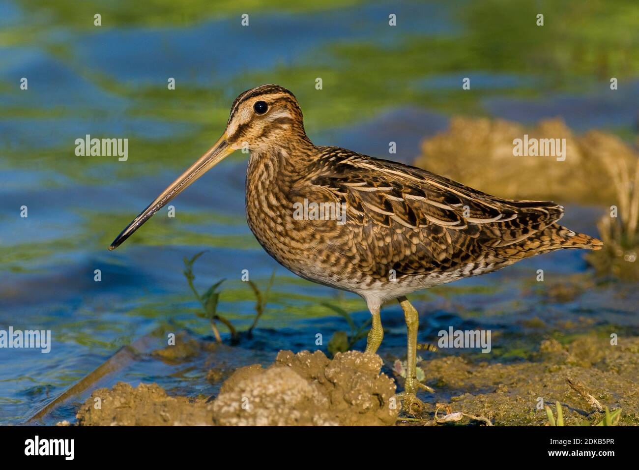 Watersnip lopend in water; Common Snipe walking in water Stock Photo ...