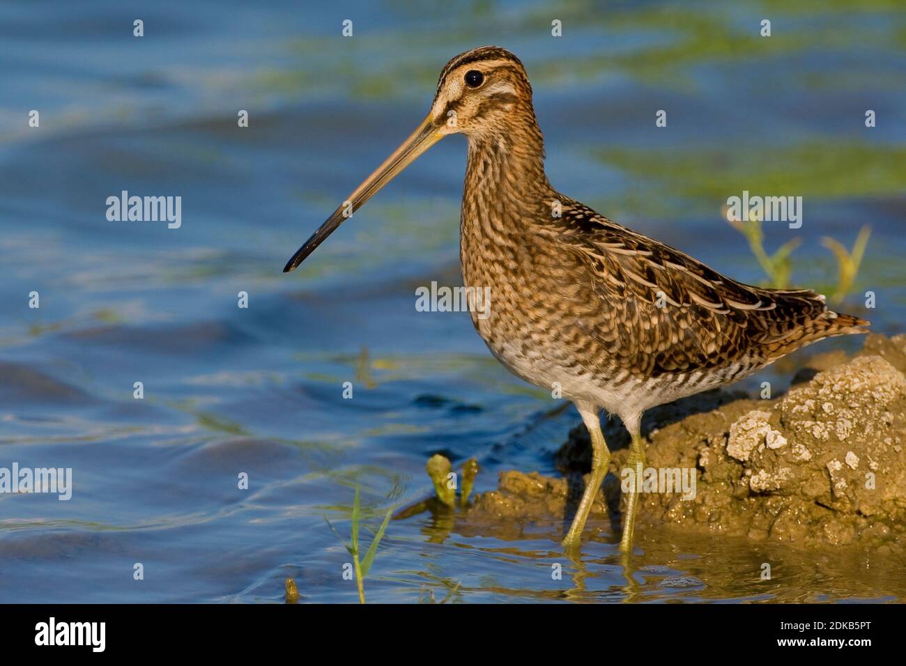 Watersnip lopend in water; Common Snipe walking in water Stock Photo ...