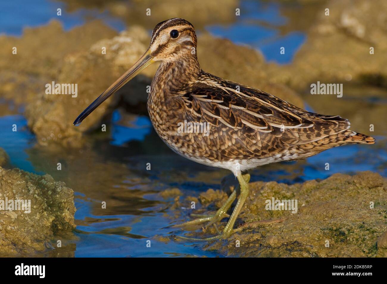 Watersnip lopend in water; Common Snipe walking in water Stock Photo ...