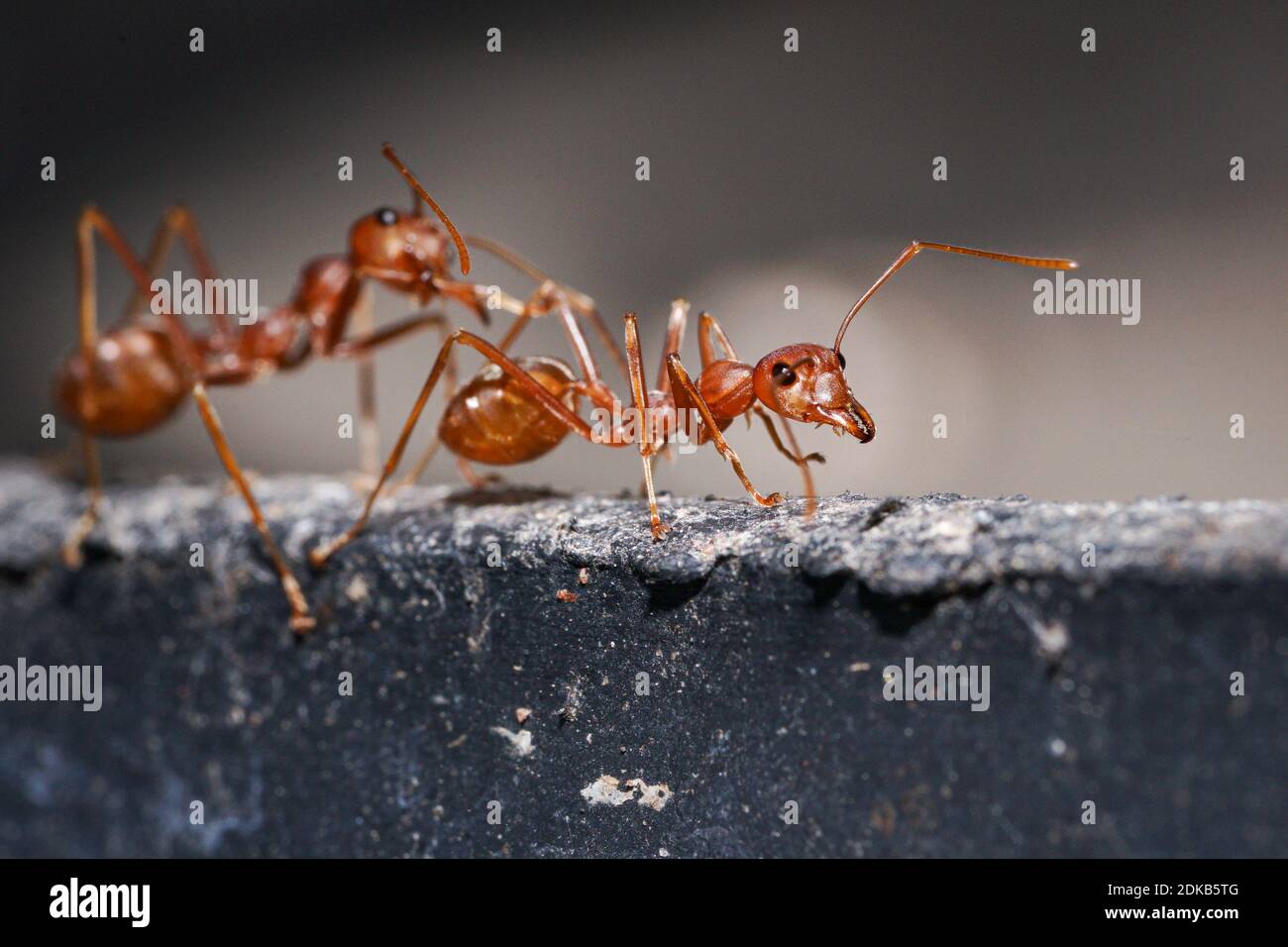 Scale ant hi-res stock photography and images - Alamy