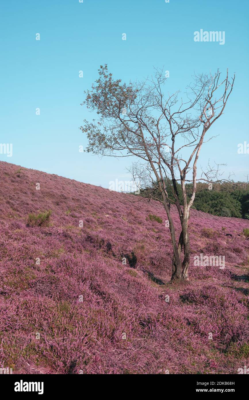 Dead tree in the heather fields in the Veluwe National Park during ...