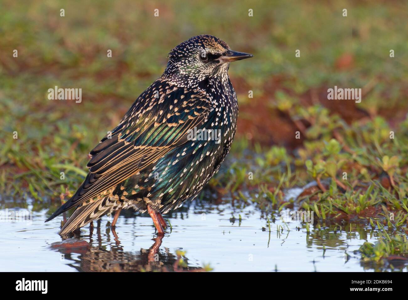 Winterkleed Spreeuw, Winterplumage Common Starling Stock Photo - Alamy