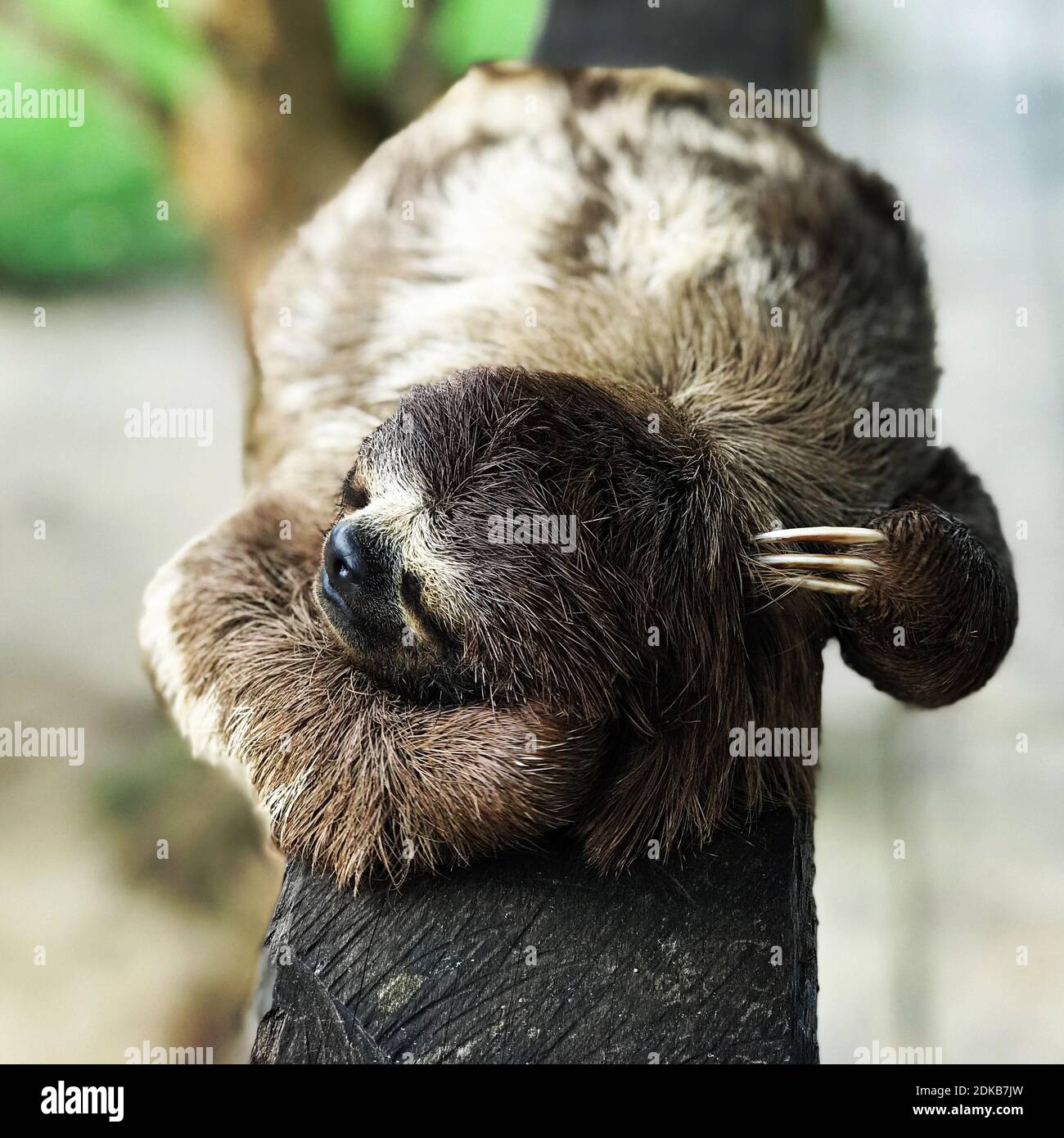 Sloth and branch hi-res stock photography and images - Alamy