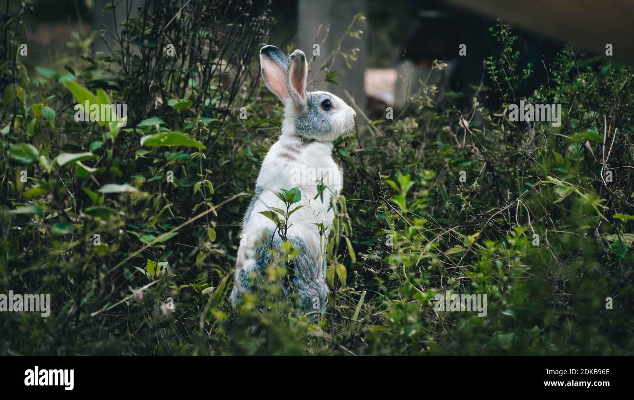White Rabbit In The Grass Stock Photo - Alamy