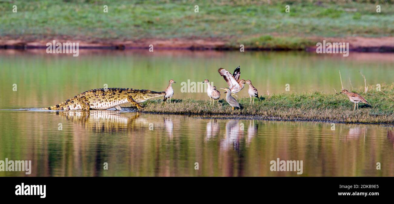 Walking crocodile hi-res stock photography and images - Alamy