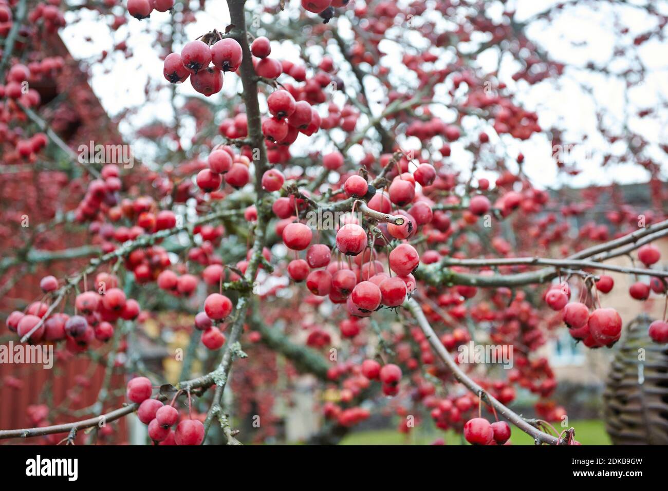 Malus small red fruits hi-res stock photography and images - Alamy