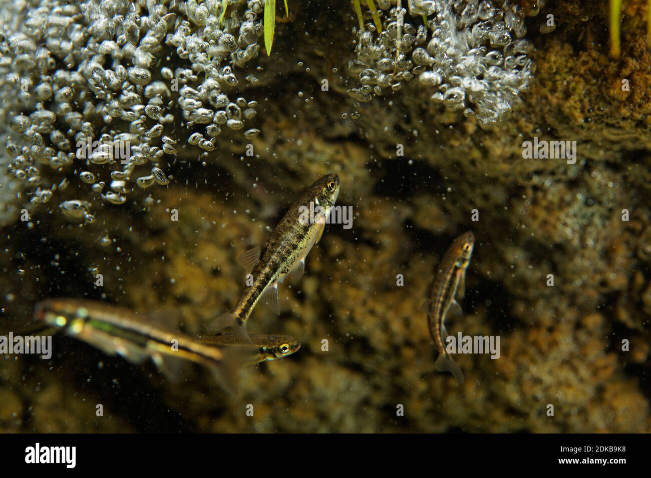 Eurasian minnow hi-res stock photography and images - Alamy