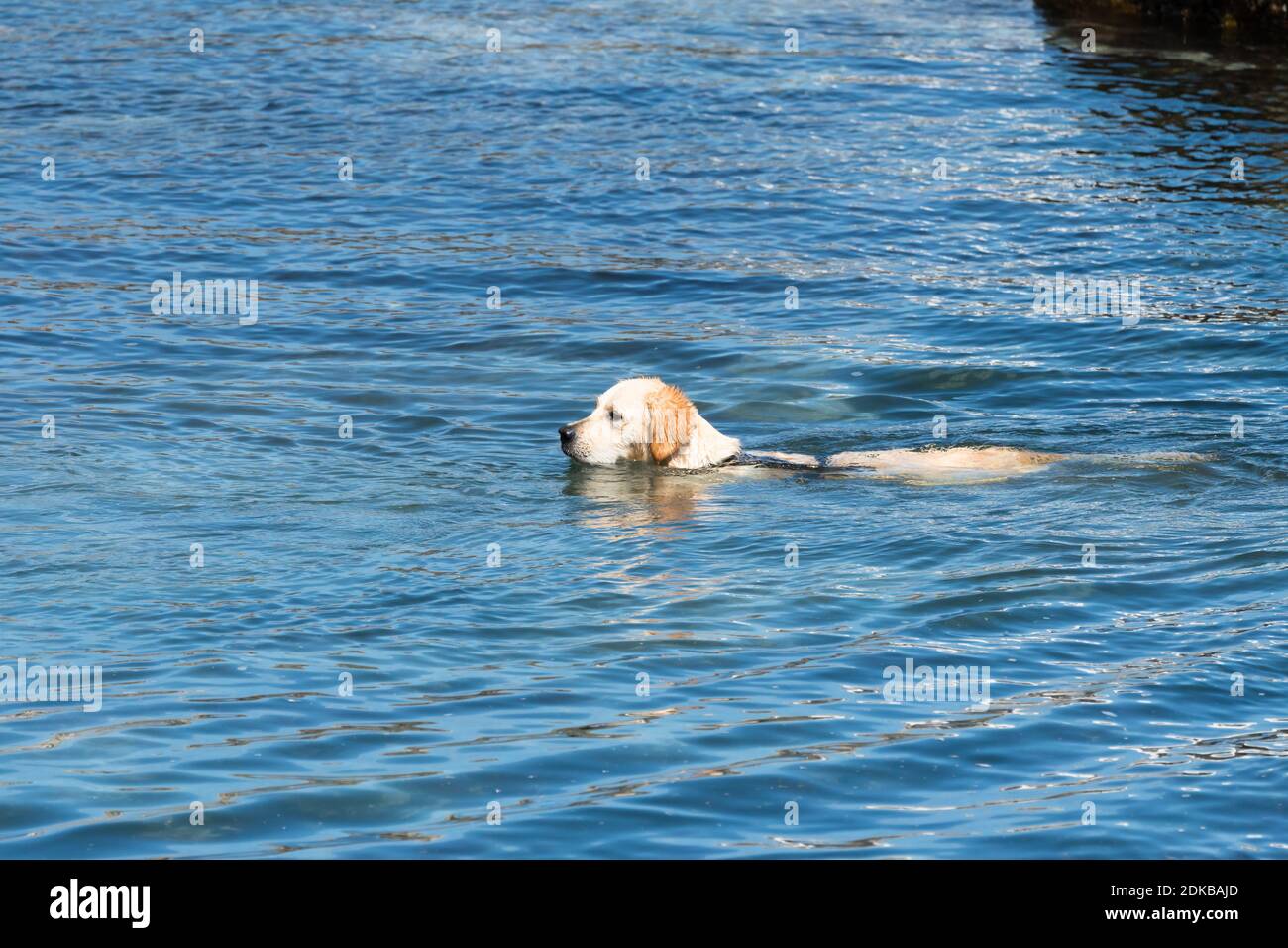 Golden labrador hi-res stock photography and images - Alamy