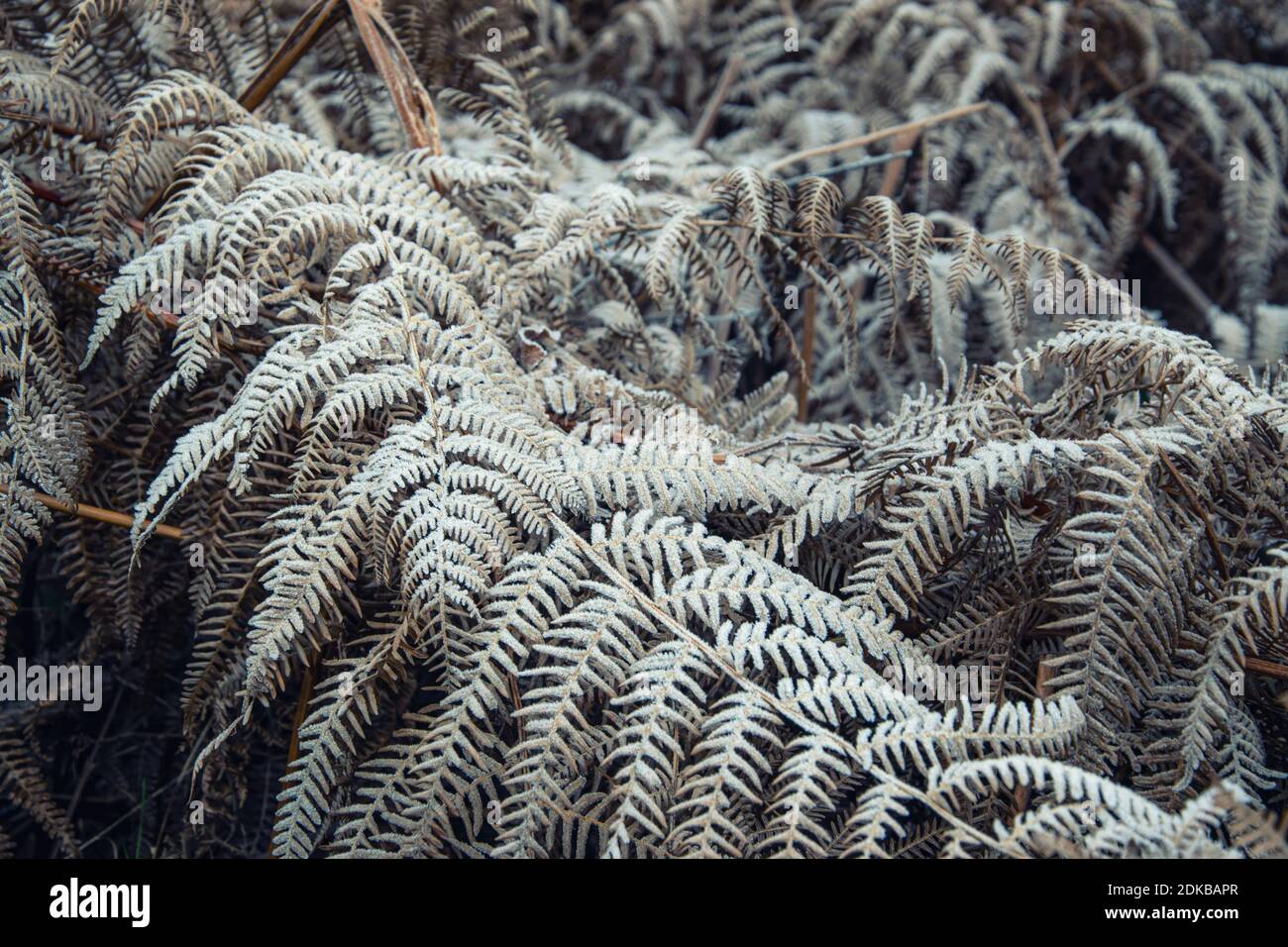 Frozen fern hi-res stock photography and images - Alamy