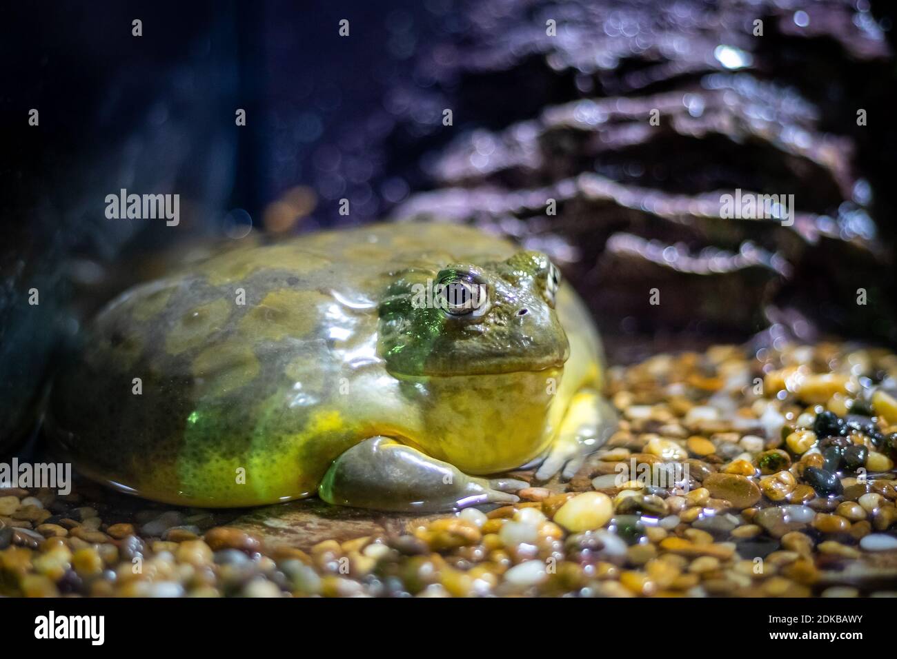 Big Bull Calling High Resolution Stock Photography and Images - Alamy