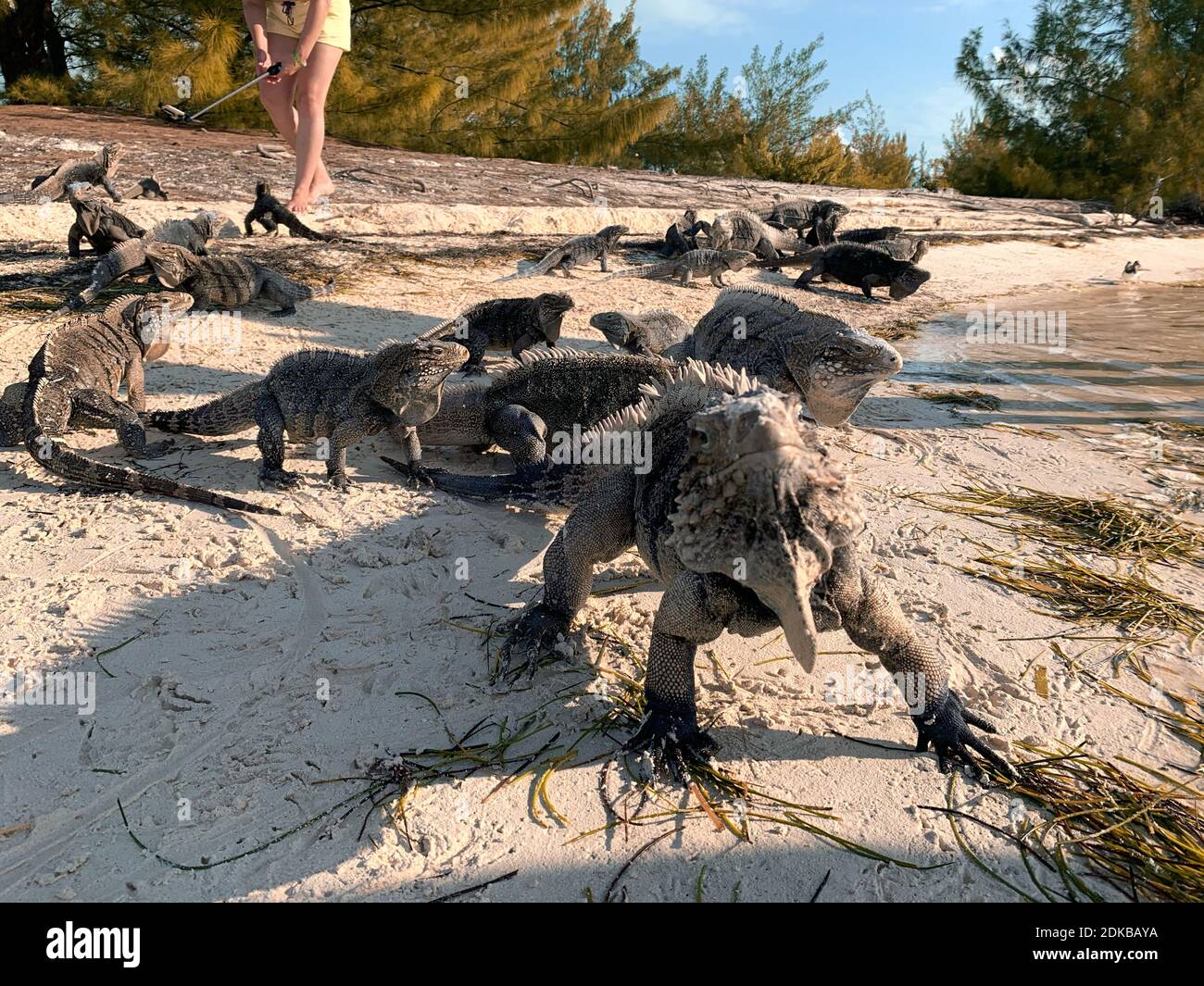 Real lizards hi-res stock photography and images - Alamy
