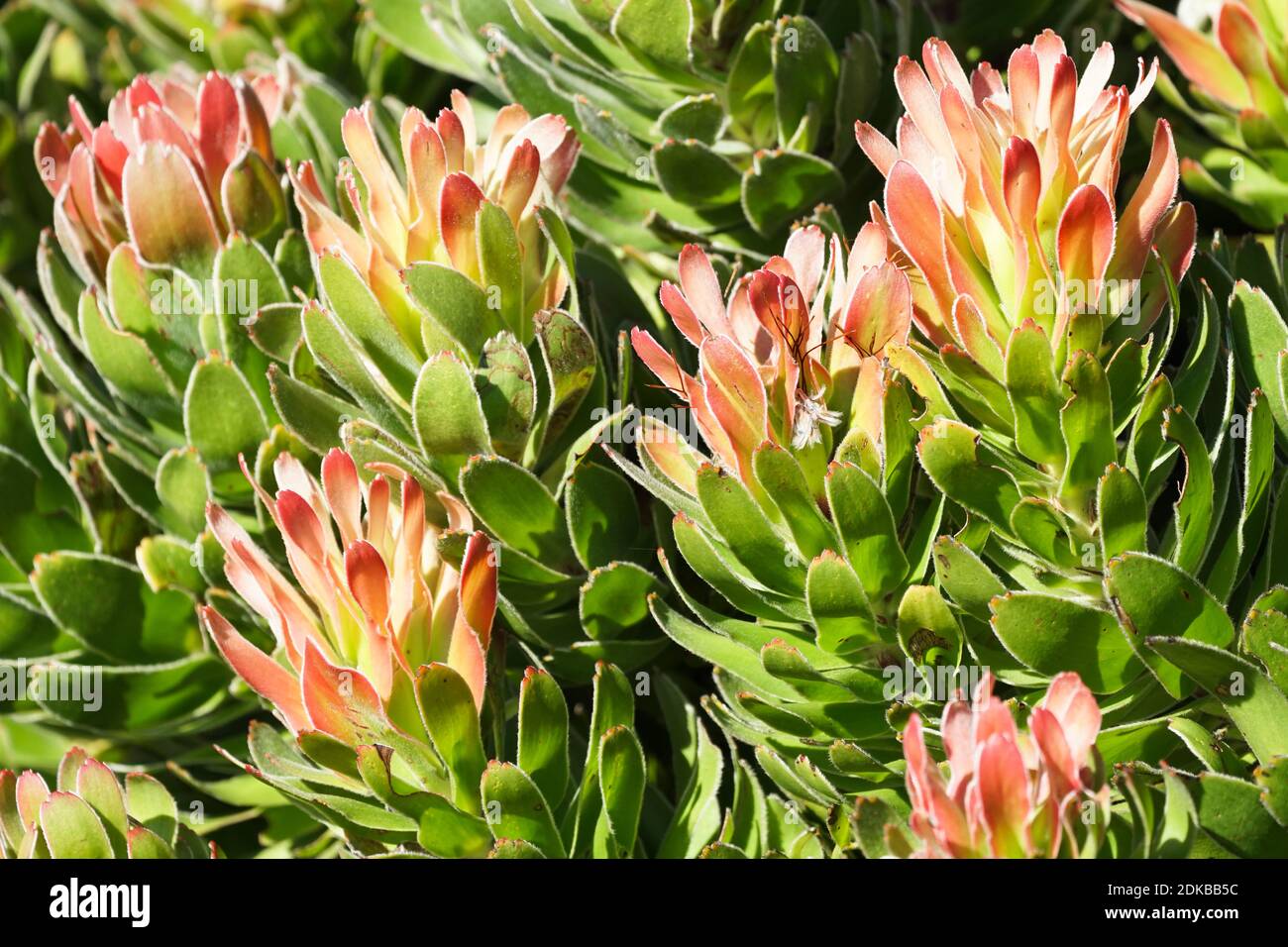 closeup of Protea flowers on a bush in nature in South Africa Stock ...
